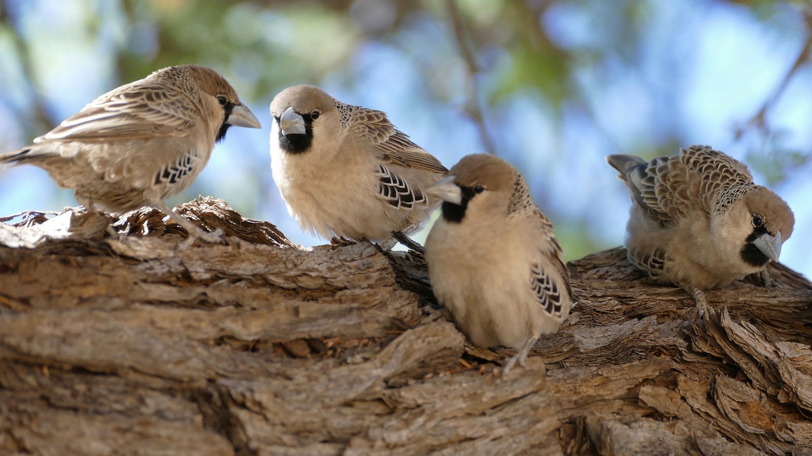 GPU-Powered AI Helps Researchers Identify Individual Birds | NVIDIA Blog