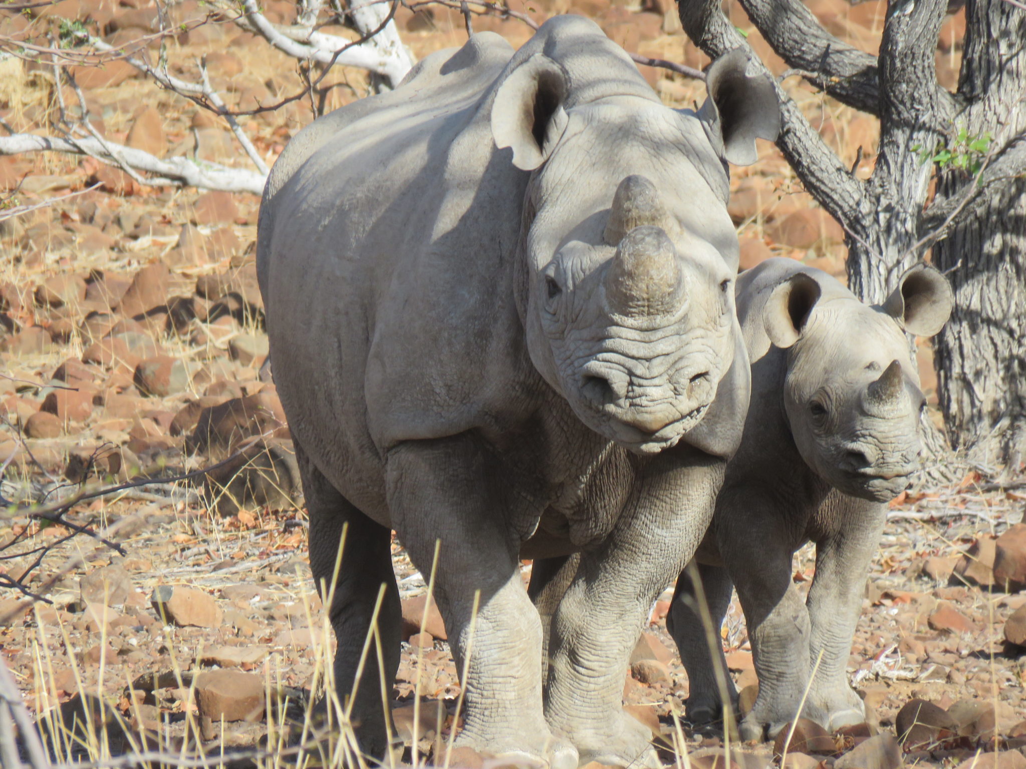 An AI-Enabled Drone Could Soon Become Every Rhino Poacher's… Horn Enemy ...