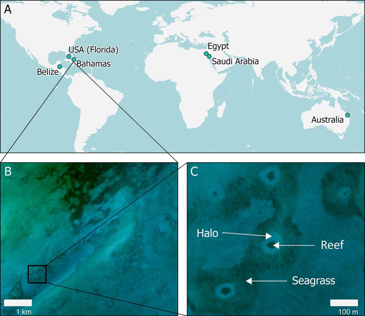 AI Deep Dives Into Coral Reef Conservation | NVIDIA Blog