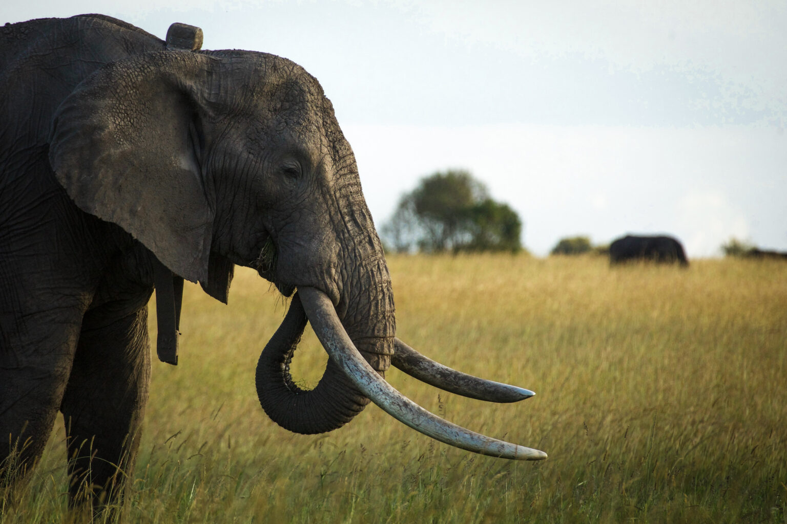 Animals Crossing: AI Helps Protect Wildlife Across the Globe | NVIDIA Blog