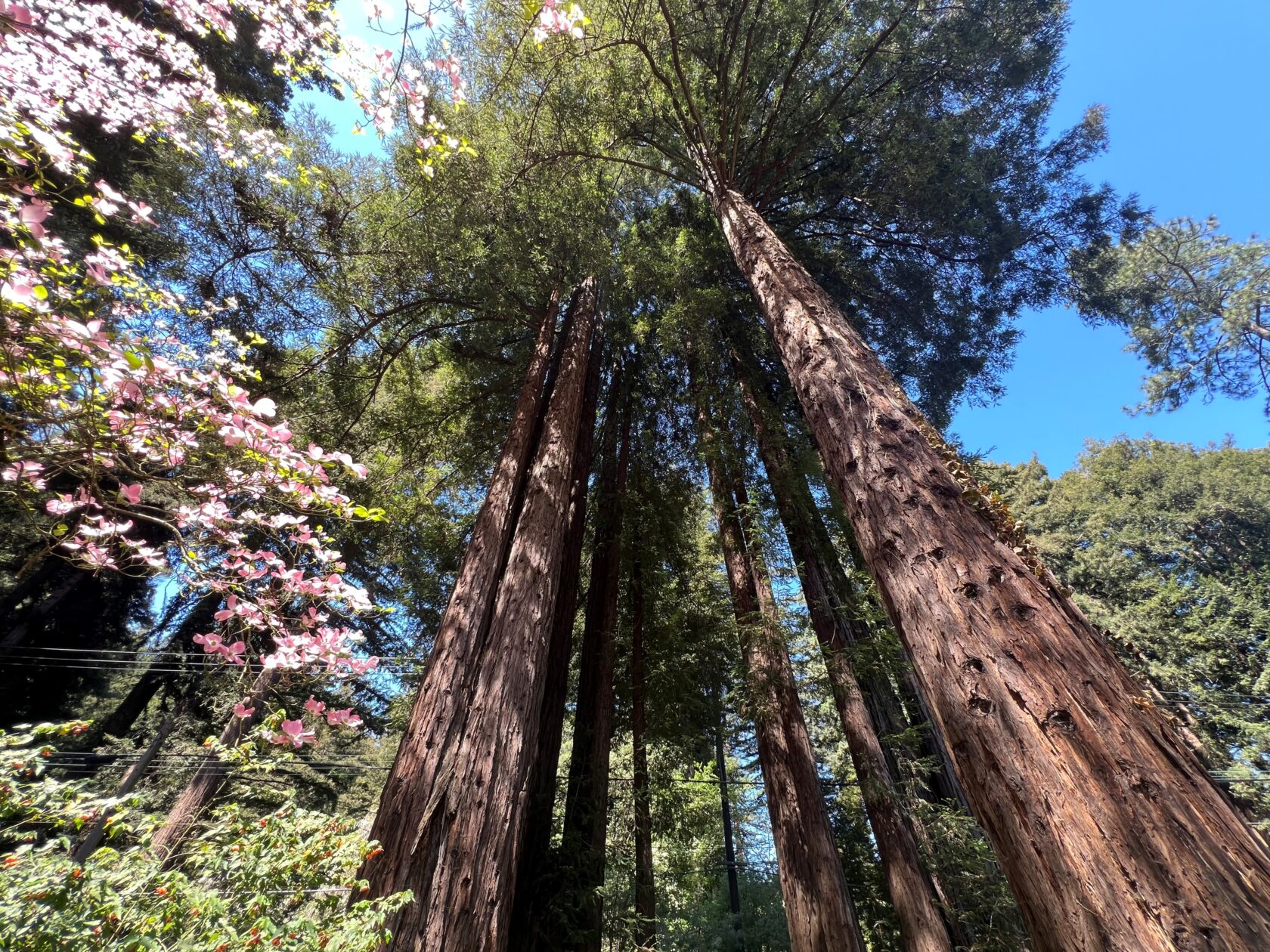 What Is a Pretrained AI Model? | NVIDIA Blog